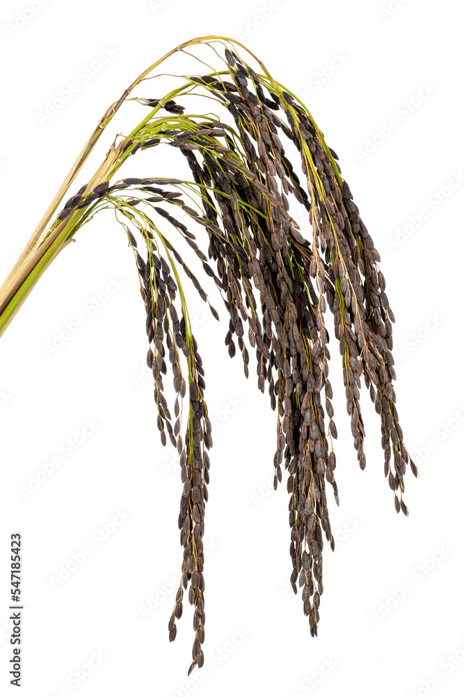 Riceberry, Close up of black ear of rice isolated on white background ...