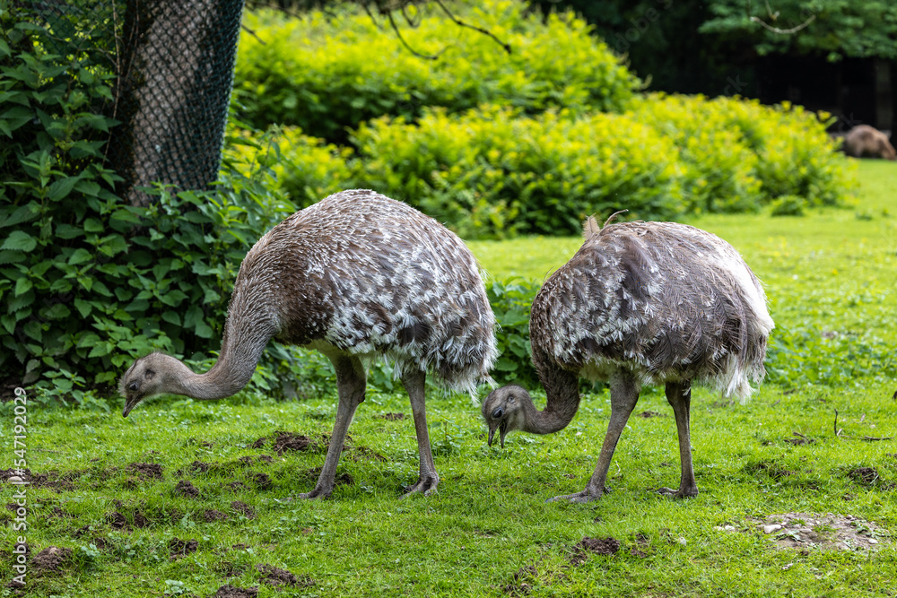 Darwin's rhea, Rhea pennata also known as the lesser rhea. Stock Photo ...