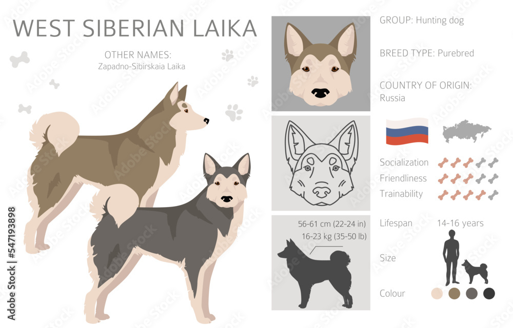West Siberian Laika clipart. All coat colors set. All dog breeds ...