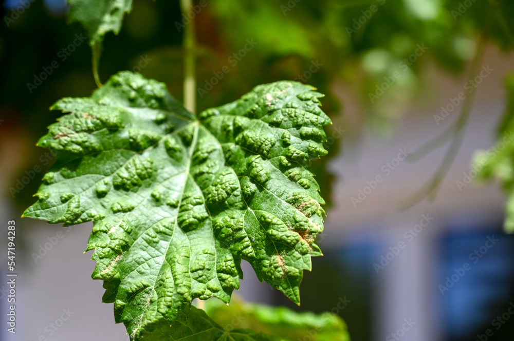 Diseased vine grape leaf. Leaves infected with fungal disease. Stock Photo | Adobe Stock