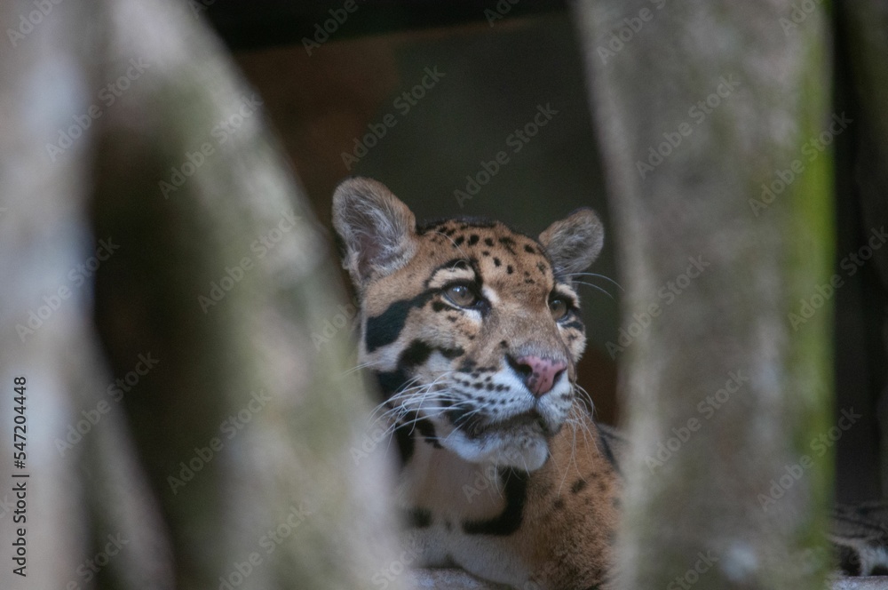 Formosan Clouded Leopard