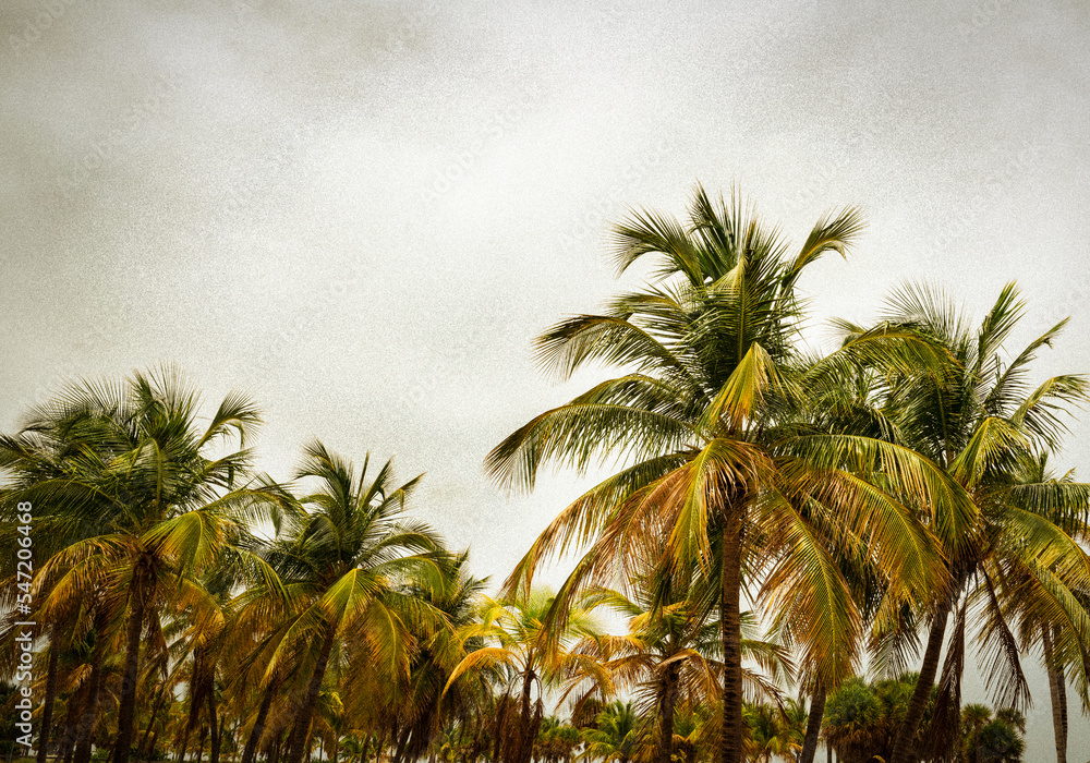 Palm trees under cloudy sky - vintage retro style with grain texture ...