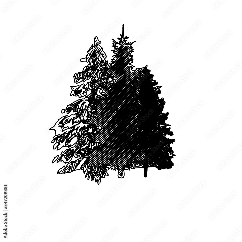 black and white drawing sketch of pine tree with transparent background ...