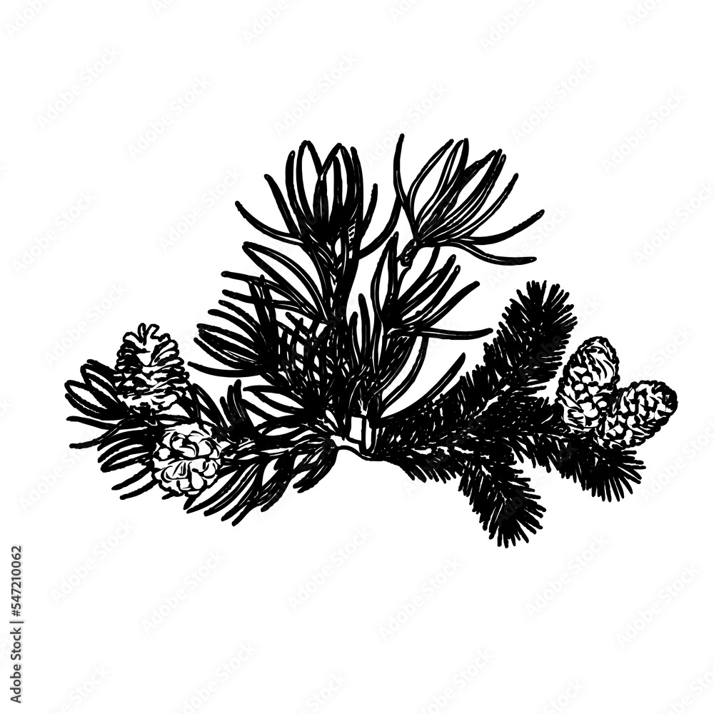black and white drawing sketch of pine tree with transparent background ...