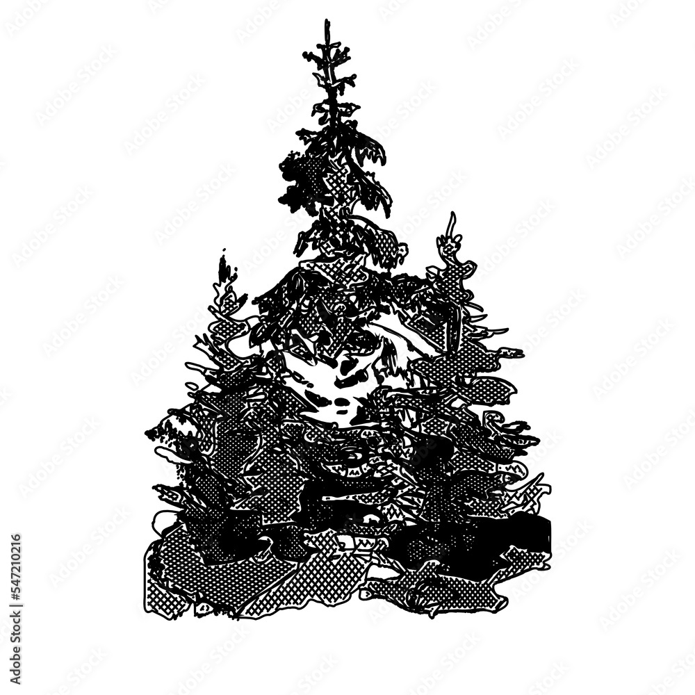 black and white drawing sketch of pine tree with transparent background ...