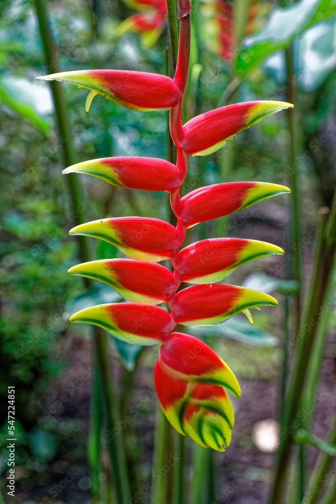 Heliconia rostrata foto de Stock | Adobe Stock