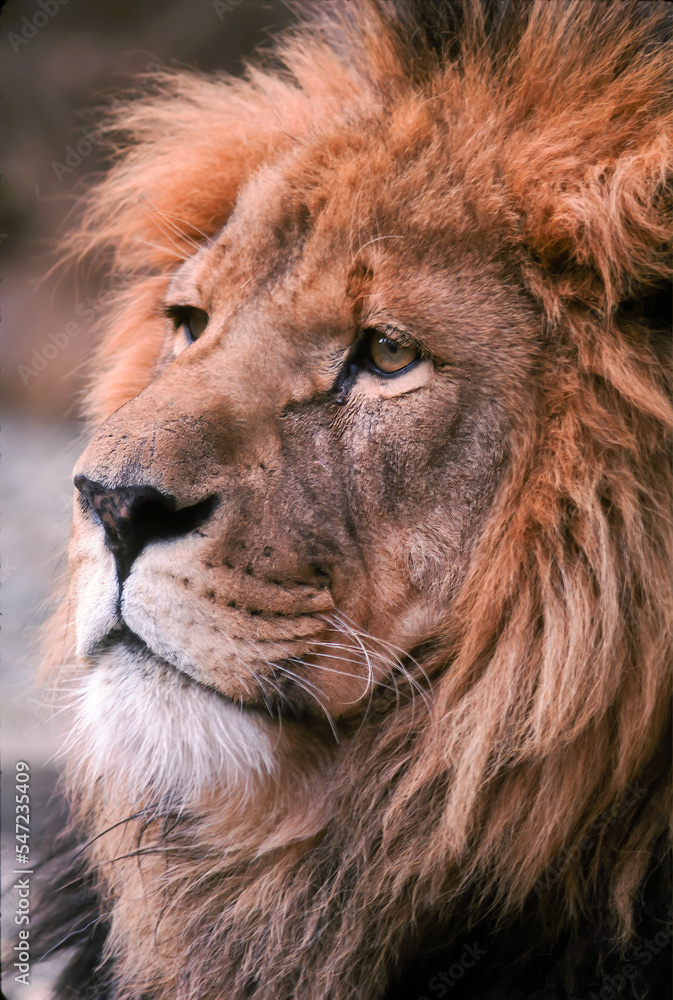 The lion (Panthera leo), also known as the African lion, is one of the ...