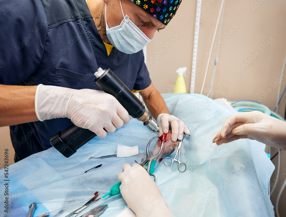 veterinary medical team performing an operation. spaying and neutering ...