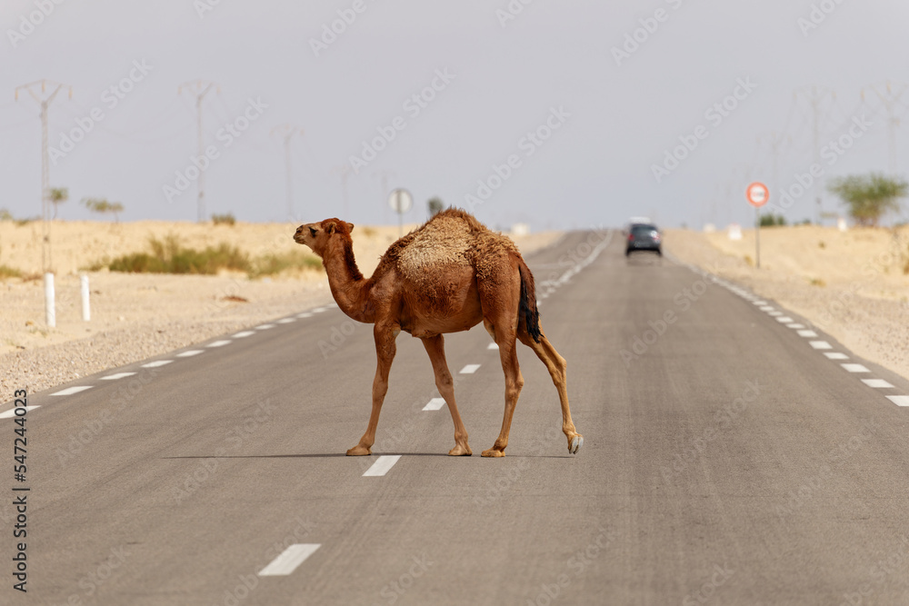 Camel crossing the road in the desert. Wild animals. Beware of camels ...