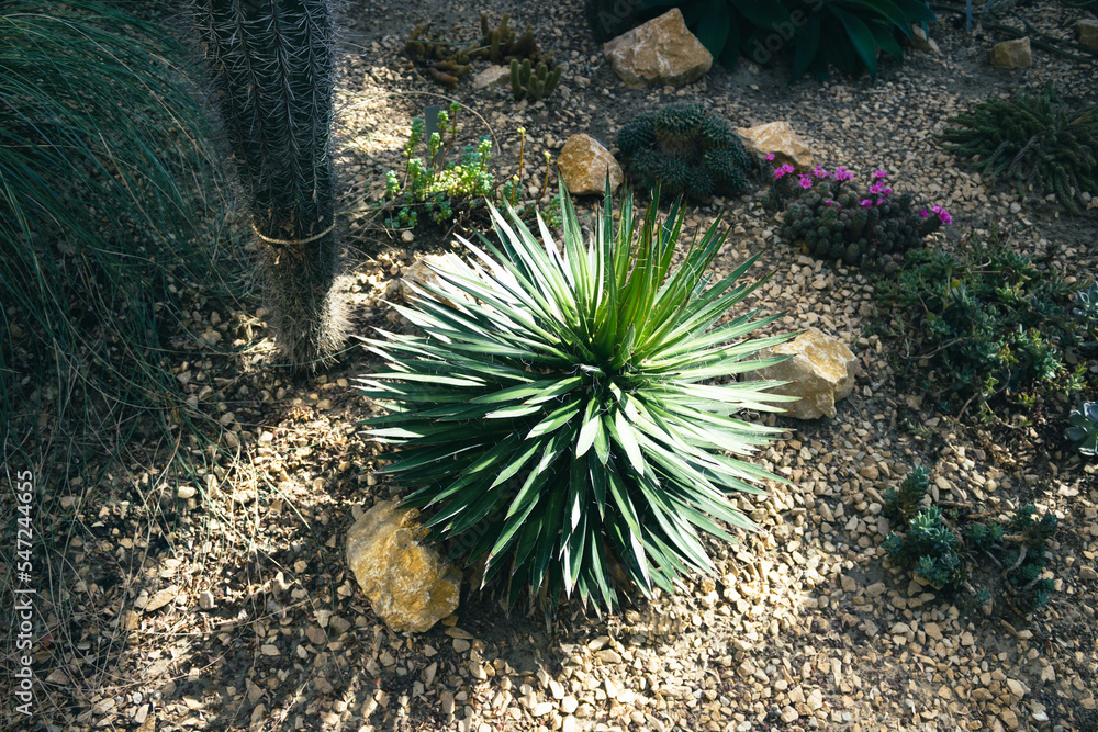 Desert plants. Yucca and cactus plants that emerge from the ground with ...