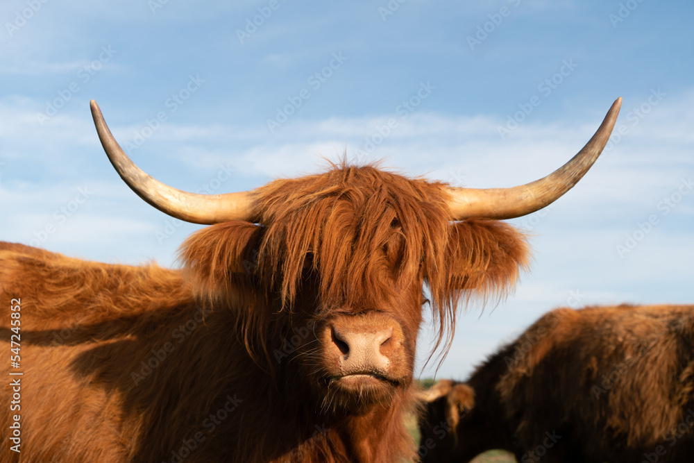 scottish highland cow with horns Stock Photo | Adobe Stock