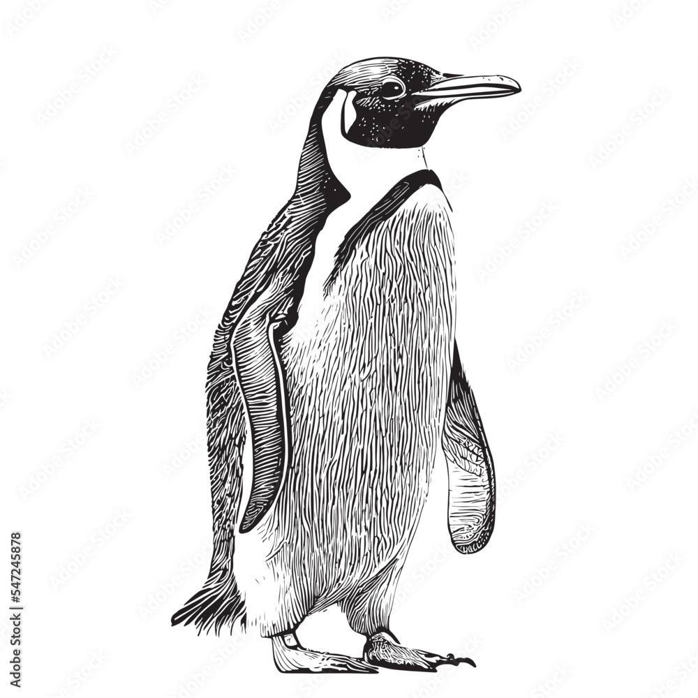 Penguin sketch hand drawn in engraving style Sea animals Vector ...