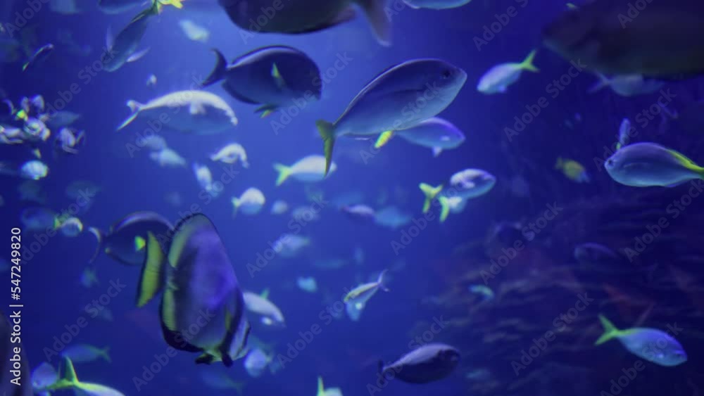 Various types of Fish Swimming inside a Big Blue Aquarium Tank Stock ...
