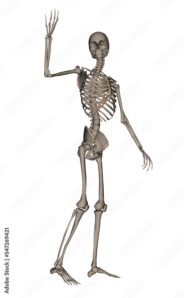 Human skeleton saying goodbye - 3D render Stock Illustration | Adobe Stock