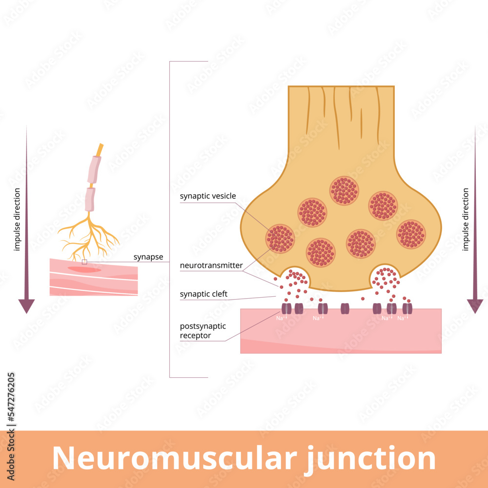 Synaptic Cleft Diagram Muscle