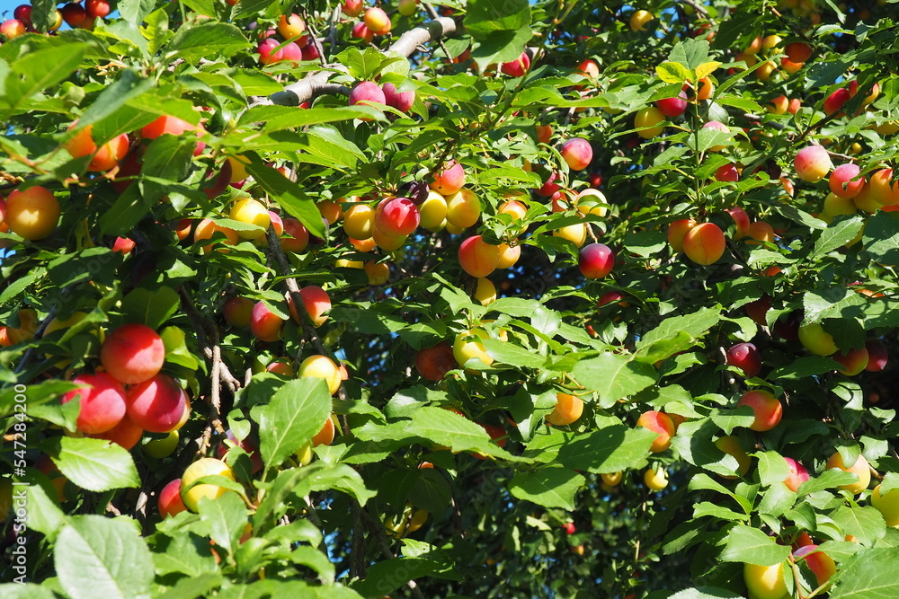Prunus cerasifera is a species of plum known by the common names cherry ...