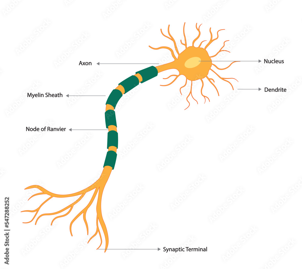 Vetor de Neuron anatomy strucutres illutration. Multipolar neuron do ...