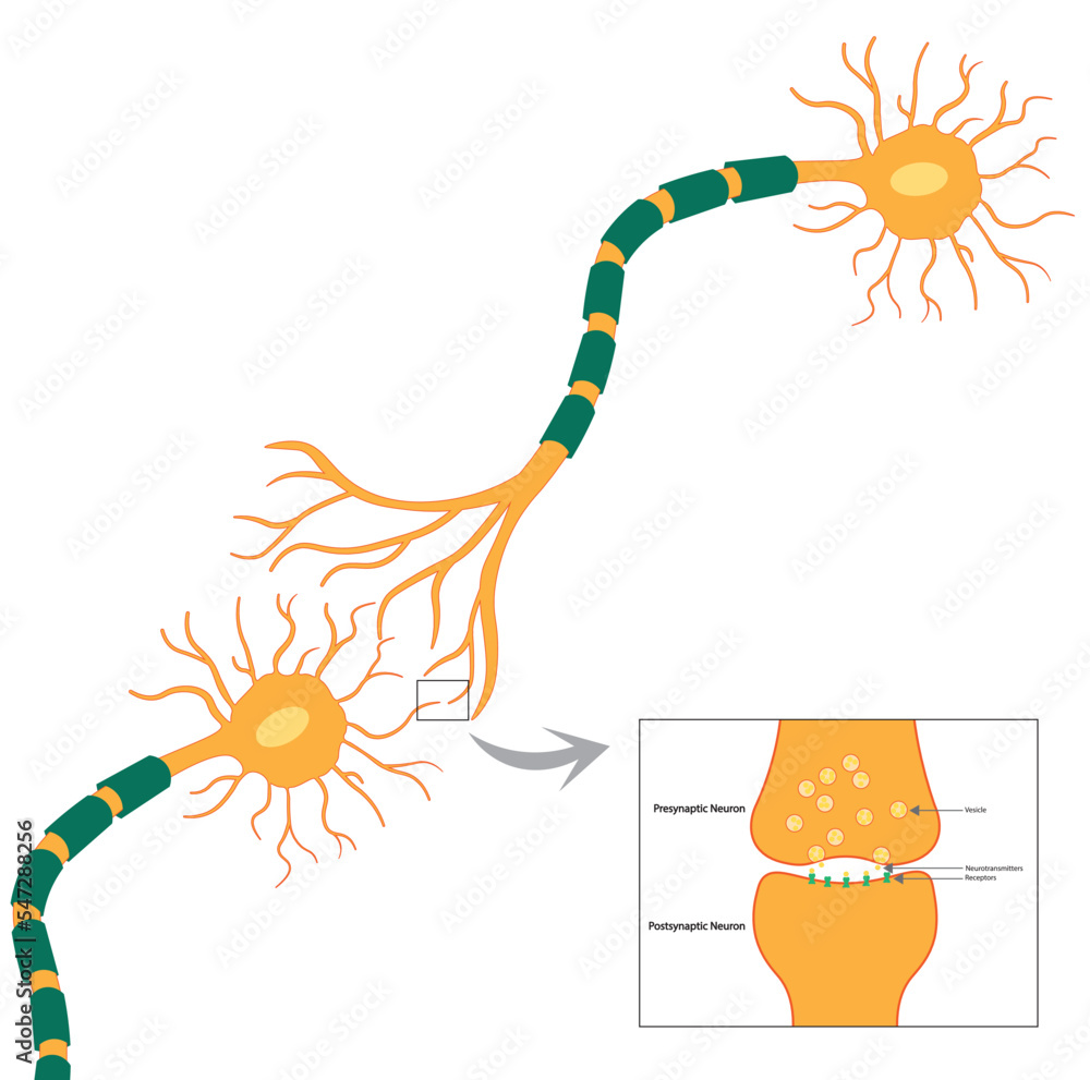 Neuron Synapse illustration. Conection between pre and pos synaptic ...