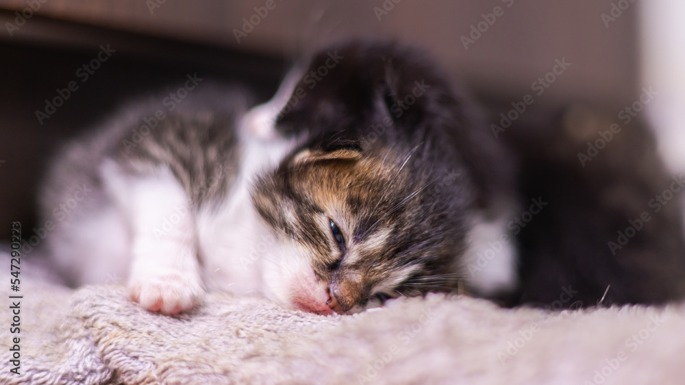 Cute little baby kitten on fur white blanket. Two weeks old baby cat on ...
