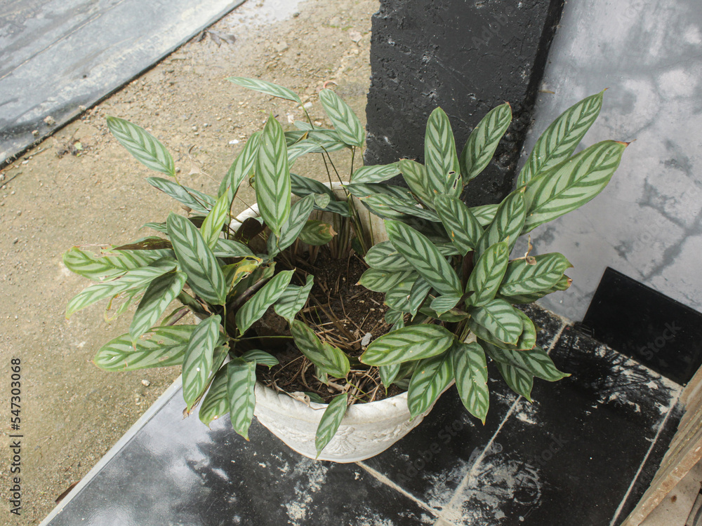 Ctenanthe oppenheimiana, the giant bamburanta or never never plant, is ...