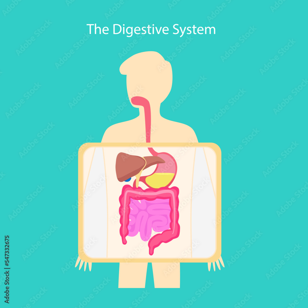 Flat art the Digestive system of Human body illustration vector Stock ...