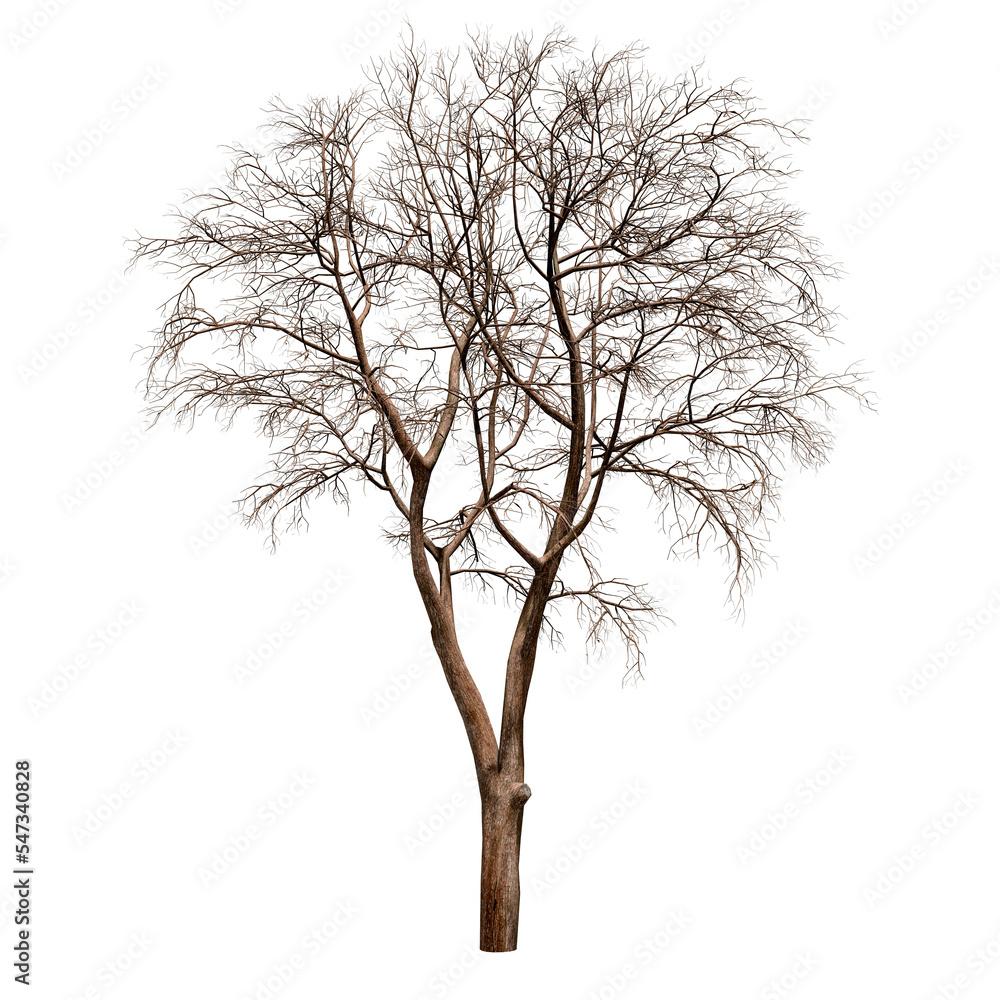 3D Green Trees no leaf Isolated on PNGs transparent background , Use ...