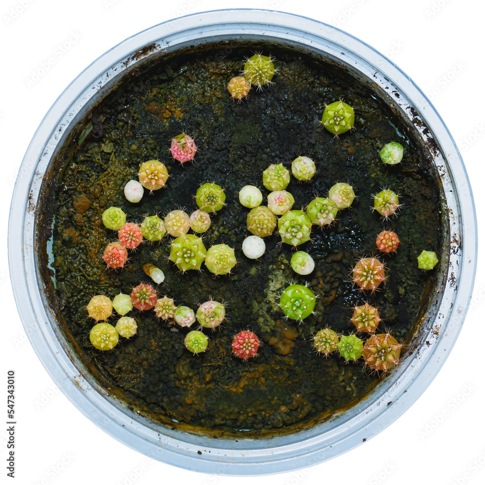 Cactus sprout growing from seeding 6 months on planting material, peach ...