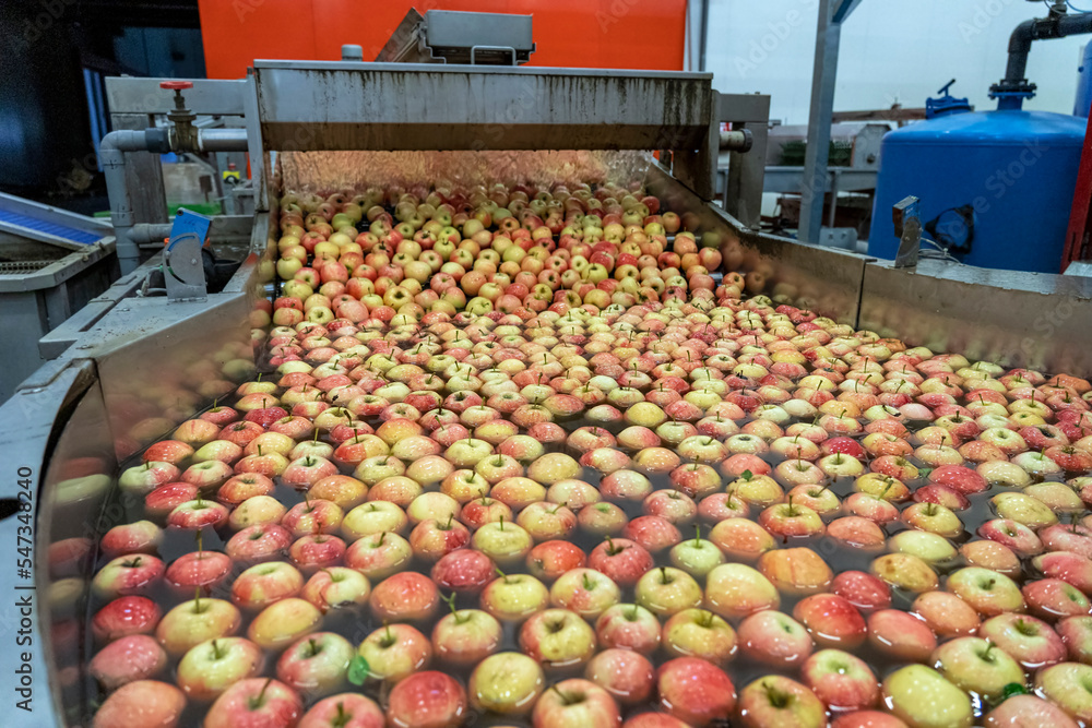 Apples Floating and Being Washed and Transported in Water Tank Conveyor ...