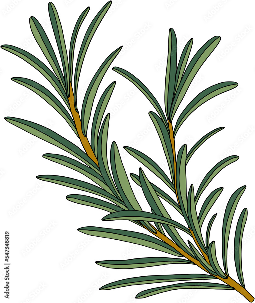 doodle freehand sketch drawing of rosemary. Stock Illustration | Adobe ...