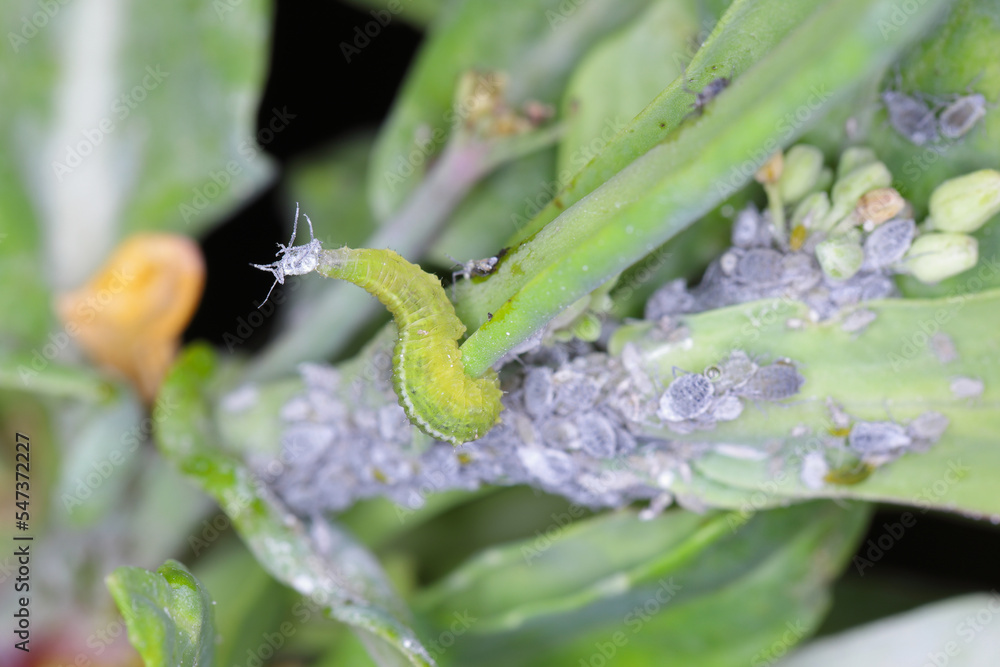 The larva of a fly from the family Syrphidae, Hoverfly with a hunted ...