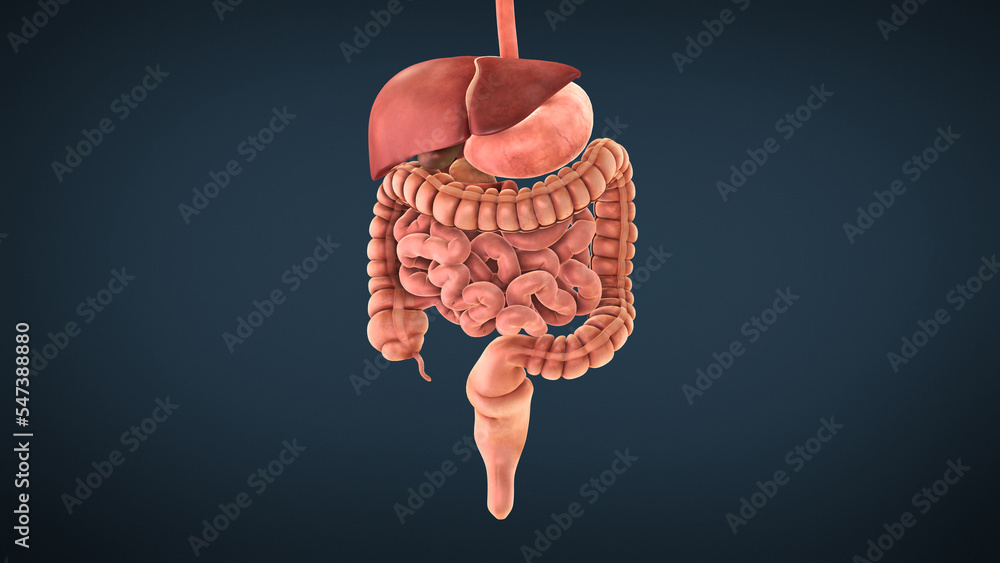 Anatomy of human digestive system Stock Illustration | Adobe Stock