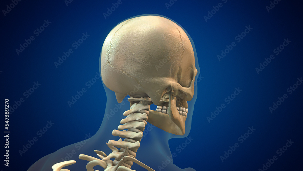 Human skull anatomy medical background Stock Illustration | Adobe Stock