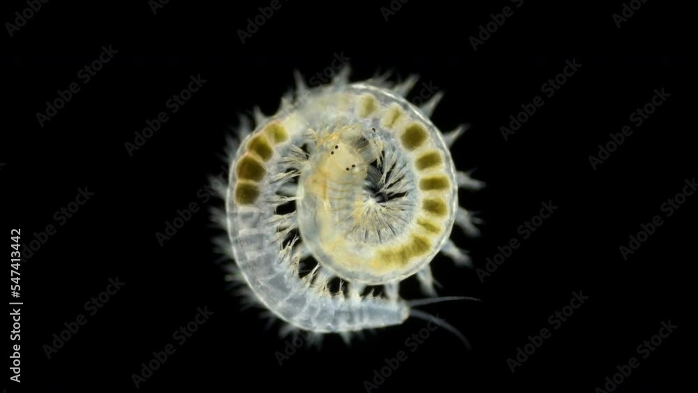 Worm Polychaeta of the family Nereididae under the microscope. Serves ...