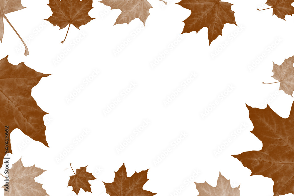 maple leaf illustration for background design, wallpaper, ppt, etc ...