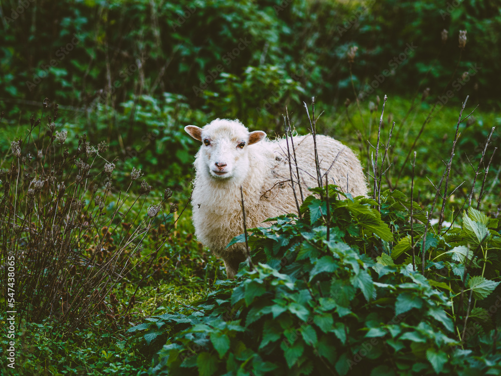 Eine kleine Herde Schafe grast auf der Weide Stock Photo | Adobe Stock