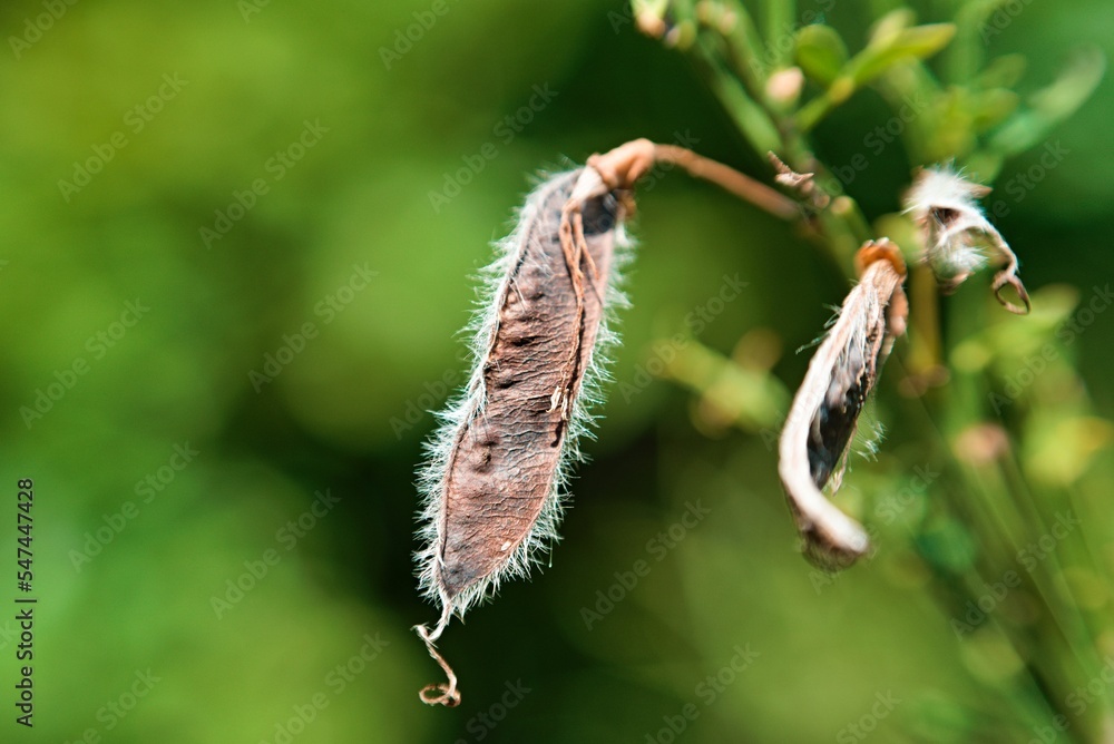 Closeup of a Scotch broom tree with withered flowers on a blurred green ...