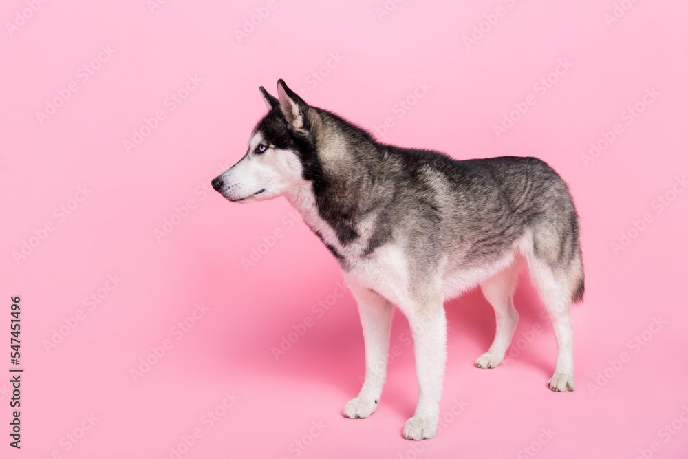 Profile side photo of cute adorable dog look copyspace standing ...