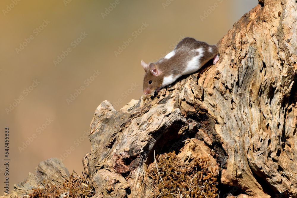 Foto de Ratón común marrón y blanco en una cepa de olivo Málaga ...