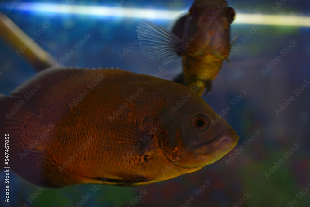 Ocular astronotus is a large ray-finned fish from the Cichlaceae family ...