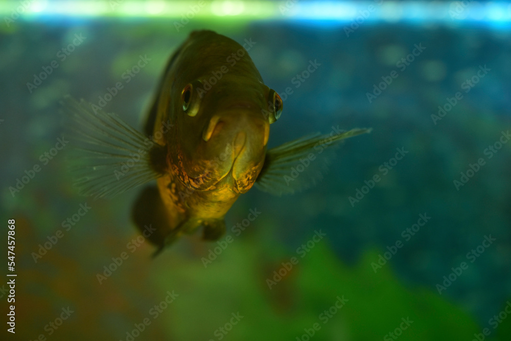 Ocular astronotus is a large ray-finned fish from the Cichlaceae family ...