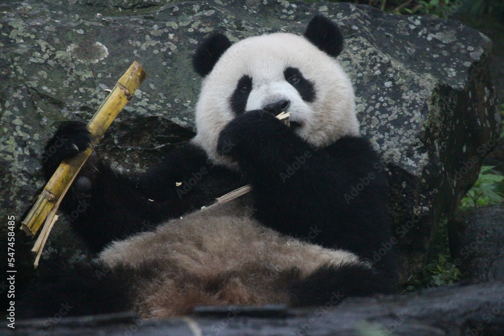 Happy Playful Panda in Taipei Zoo, Taiwan Stock Photo | Adobe Stock