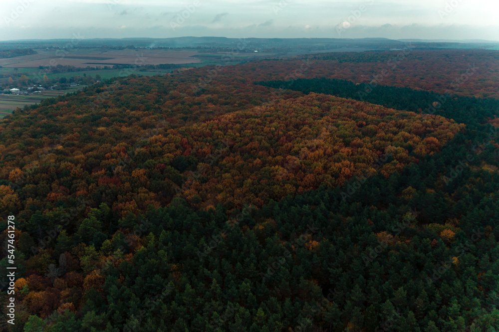 Autumn panorama of yellowed leaves, top view of the colorful forest ...