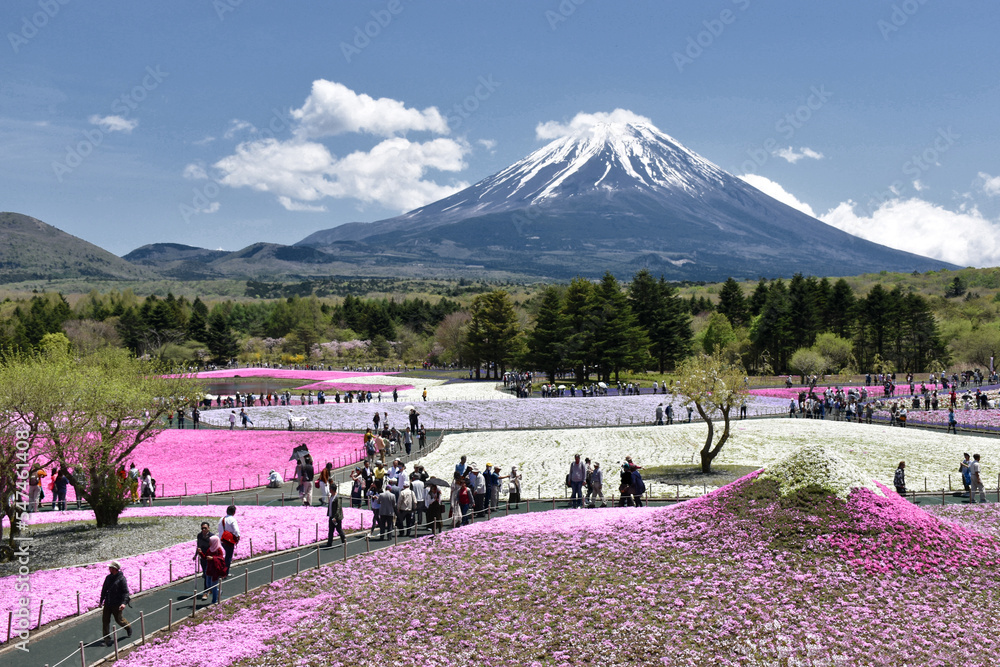Shibazakura Festival in Japan - pink moss field and Mt. Fuji with clear ...