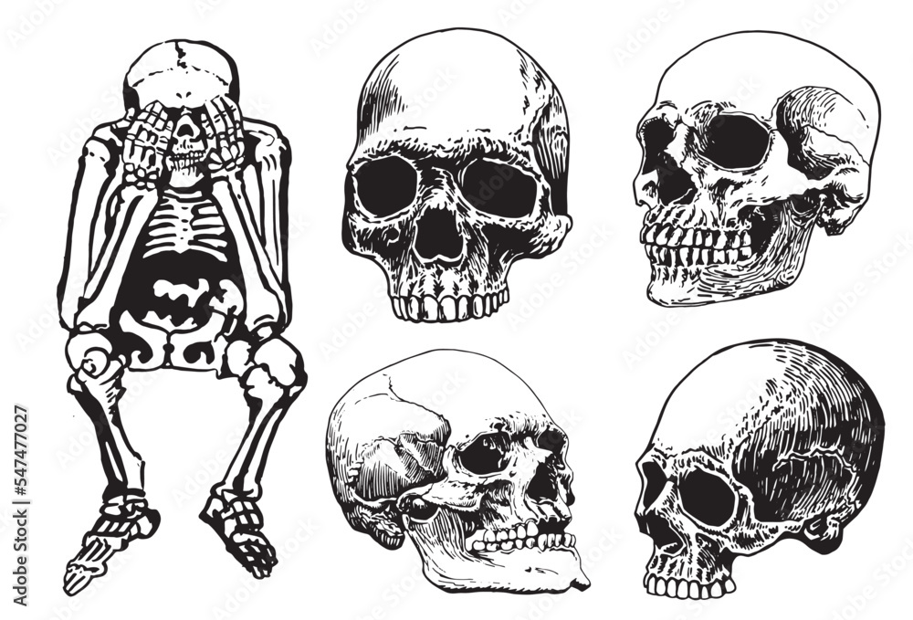 Graphical set of skeletons and human skulls isolated on white,vector ...