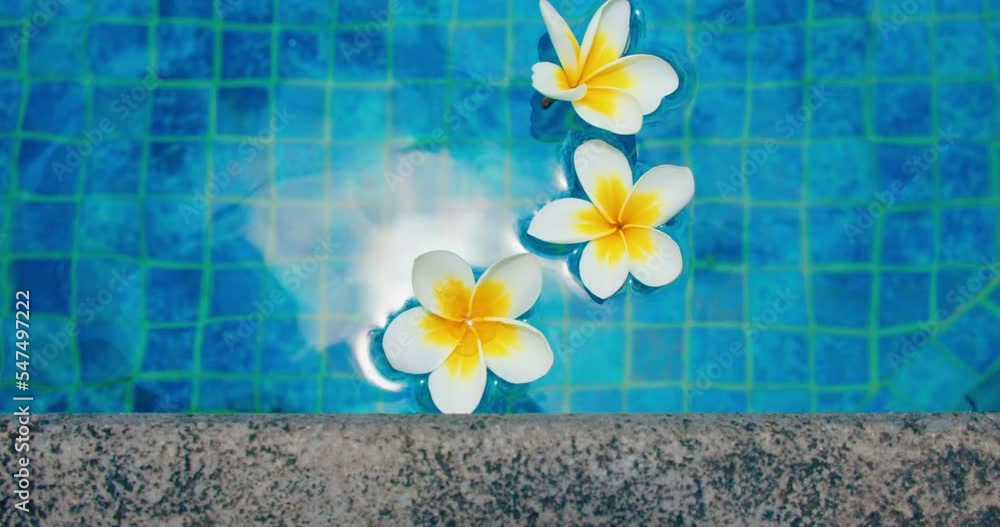Woman hand puts flowers on water surface of swimming pool blue ...