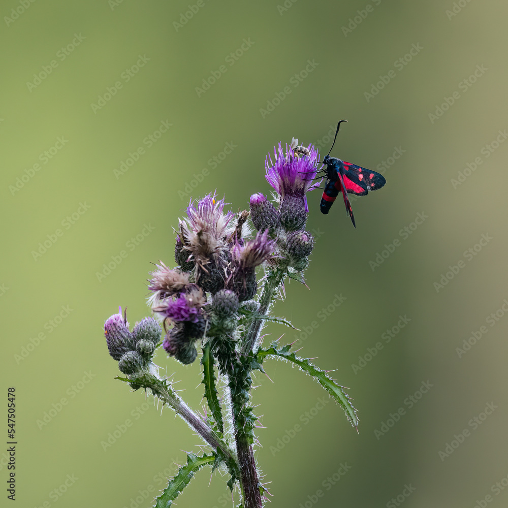 The purple beetle insect, the transparent burnet, Zygaena purpuralis ...