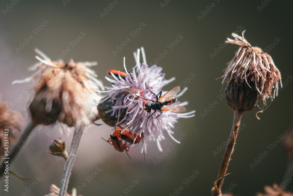 Common red soldier beetle, bloodsucker beetle, Rhagonycha fulva. Little ...