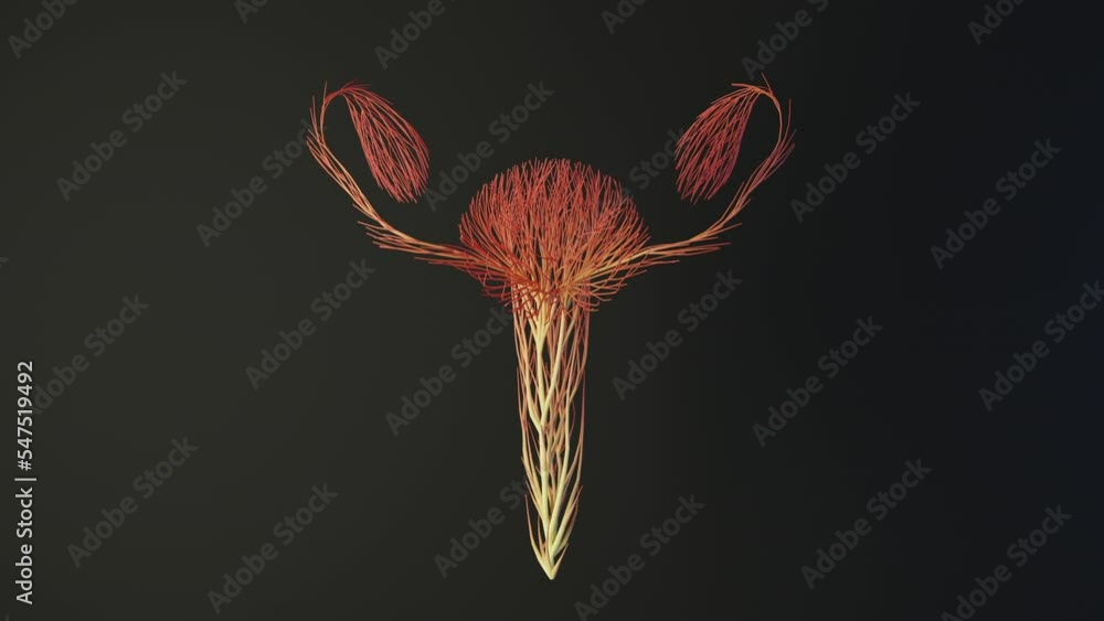 Vidéo Stock Human uterus made out of lines. Reproductive Female System ...