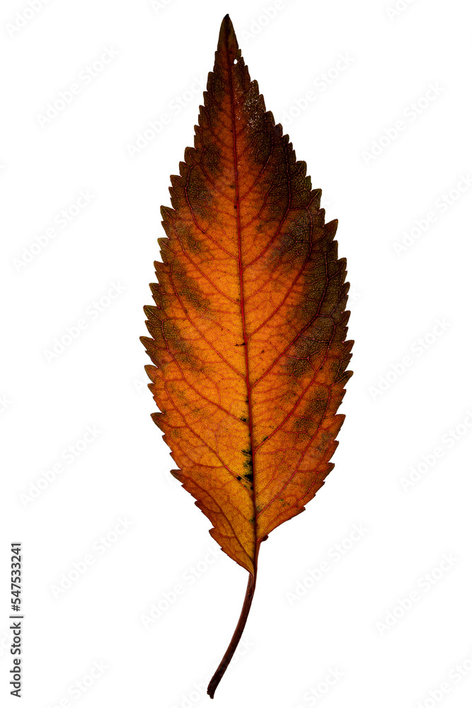 Very detailed closeup of the colorful autumn leaf. Saw-leaf zelkova ...