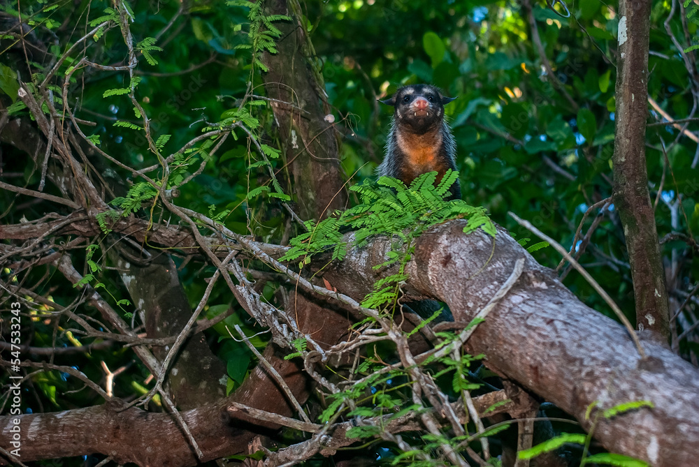 Foto de Gambá-de-orelha-preta (Didelphis aurita) | Big-eared opossum do ...